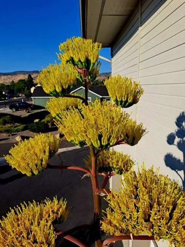 Century plant blooms in Klamath Falls | News | heraldandnews.com
