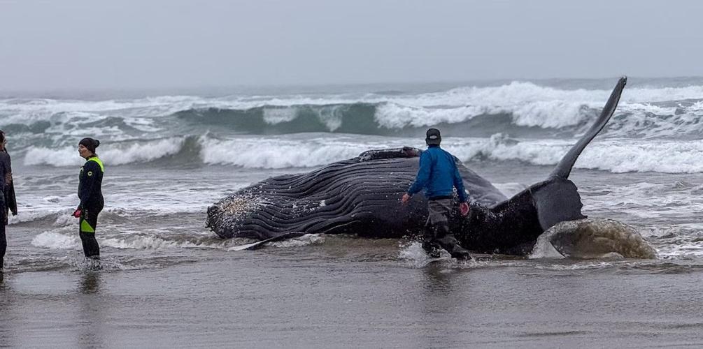 beached whale