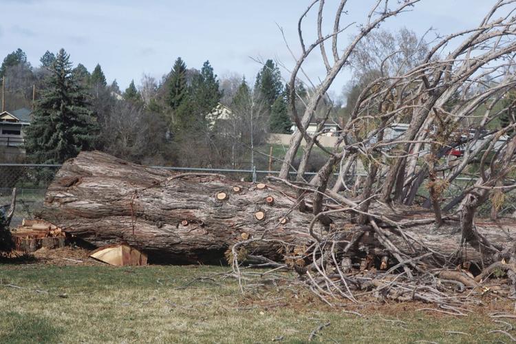Giant sequoia is latest victim of drought | Klamath | heraldandnews.com