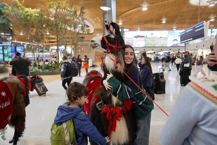 ‘They make it better’: Portland airport welcomes therapy llamas, dogs ...