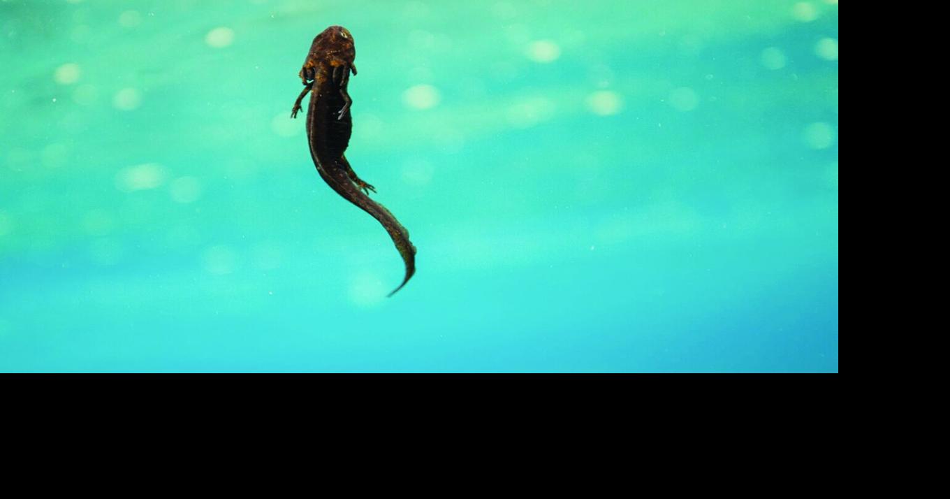 Lawsuit launched to protect Oregon’s Crater Lake newt | News ...