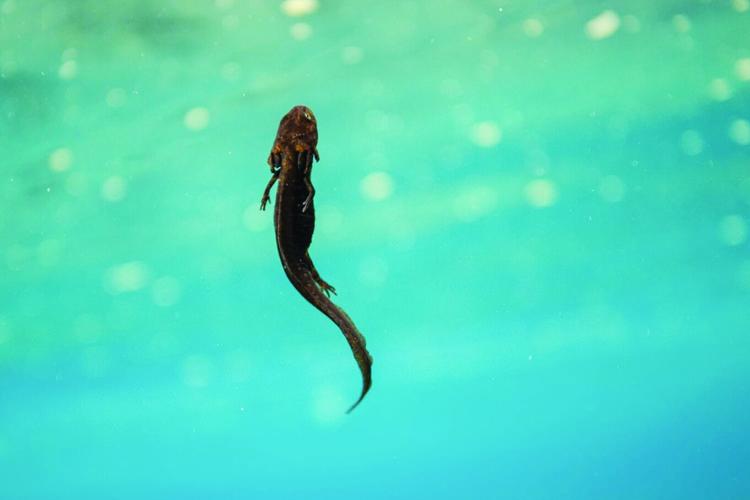 Lawsuit launched to protect Oregon’s Crater Lake newt | News ...