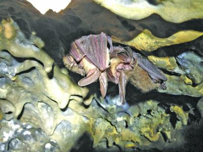Annual bat count at Lava Beds finds healthy population | News ...