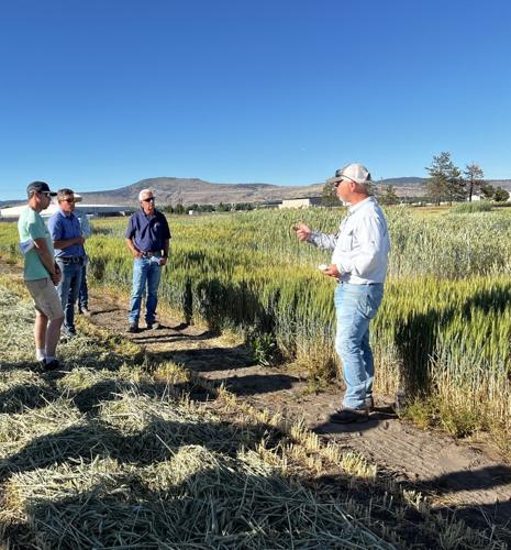 Winter wheat farm tour shows grain's resilience | Klamath ...
