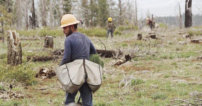 Barry Point Fire ecosystem restoration project completed | Local News ...