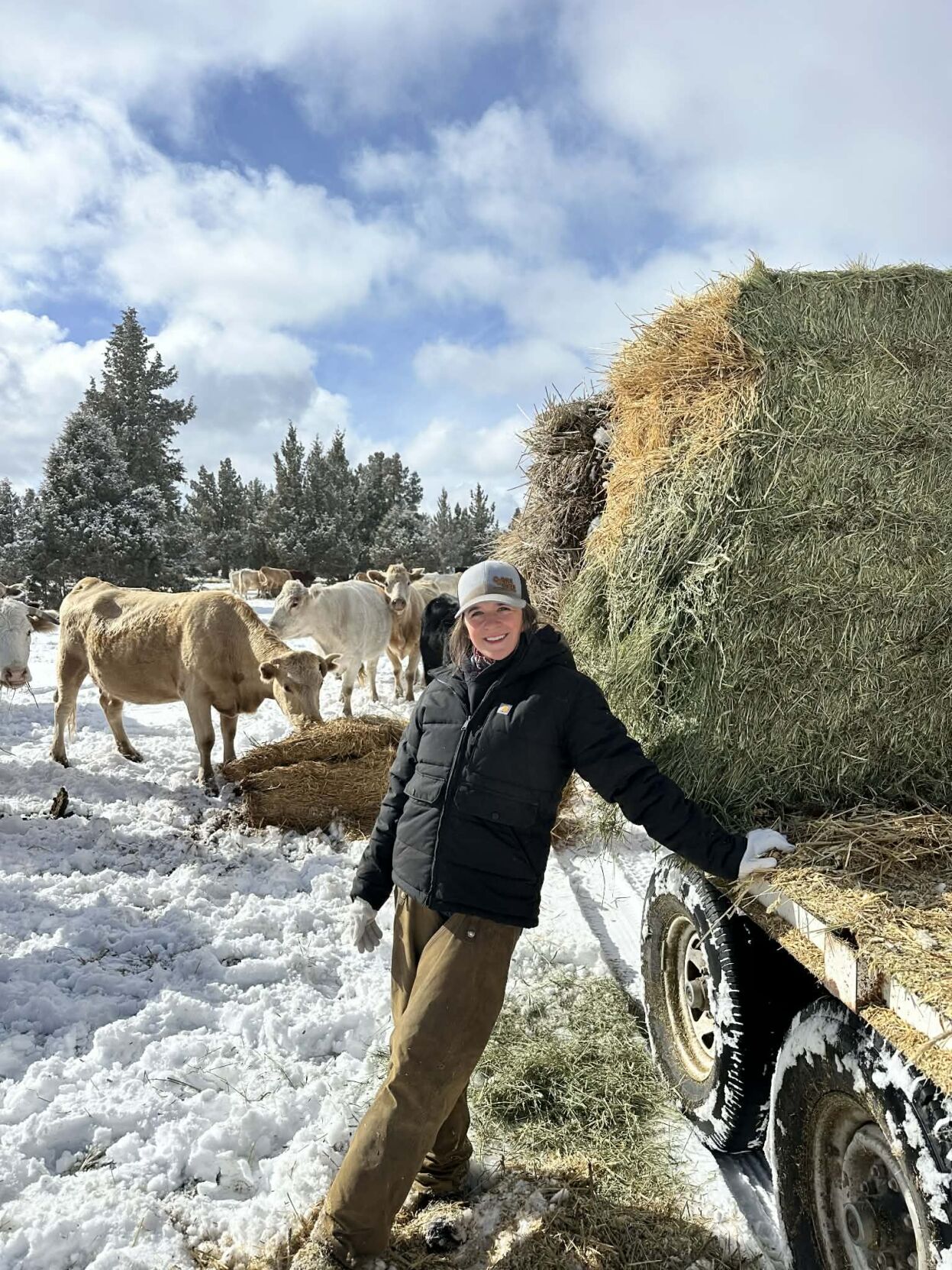 Three Butte Valley, Calif. cattle killed by wolves | | heraldandnews.com