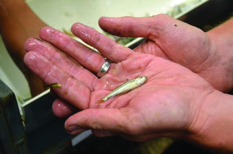 Suckers face extinction if mystery isn't solved | Members ...