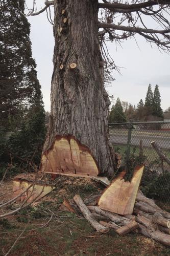 Giant sequoia is latest victim of drought | Klamath | heraldandnews.com