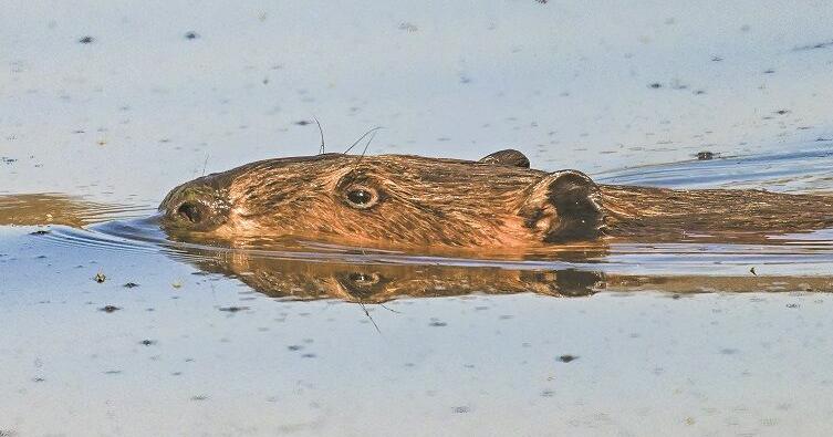 Leave it to Beaver(s) | Basin Ag News | heraldandnews.com