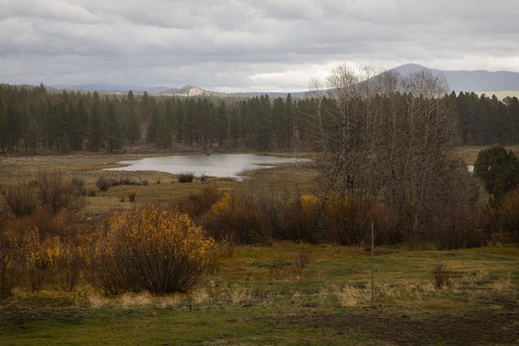 Reforesting after the Bootleg Fire | Local News | heraldandnews.com