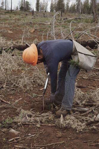 Barry Point Fire ecosystem restoration project completed | Local News ...