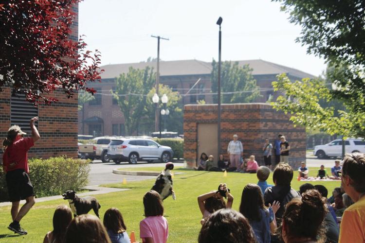 Rescued border collies entertain kids at Klamath County Library ...