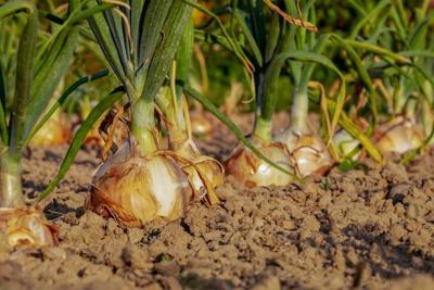 onion root crops