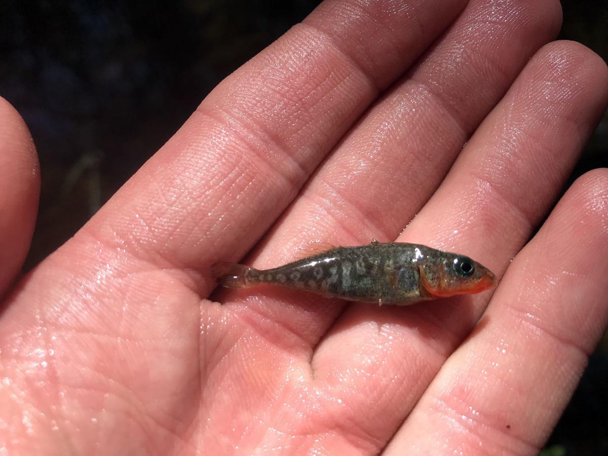 Incredible, adaptable three-spined stickleback | Outdoors ...