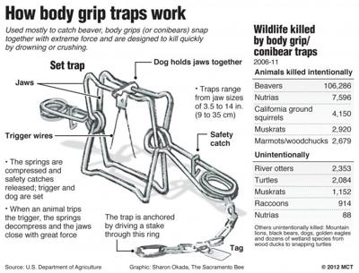 Body grips often snag non-target animals | Members | heraldandnews.com