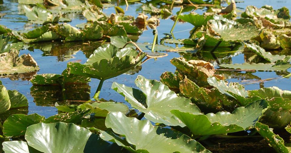 Wocus restoration focus of program | Local News | heraldandnews.com