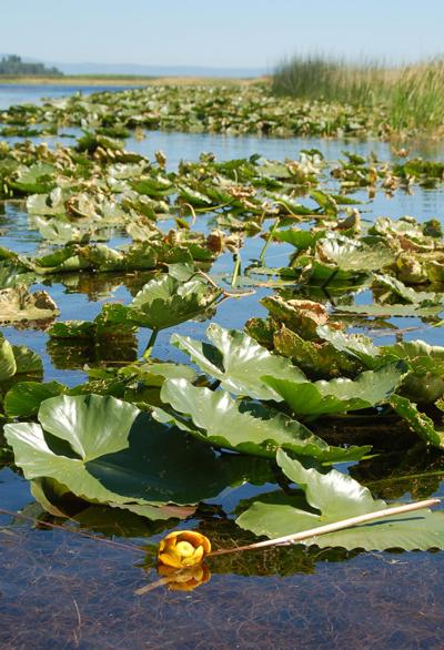 Wocus restoration focus of program | Local News | heraldandnews.com