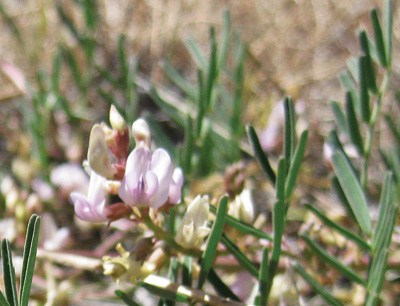 Airport plans focus on endangered plant | News | heraldandnews.com