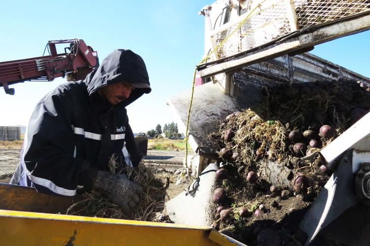 Persistence and potatoes | Local News | heraldandnews.com