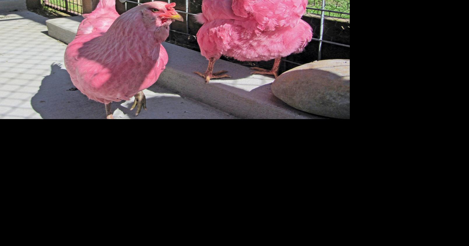 Oregon’s pink chicken mystery solved; owner explains | News ...