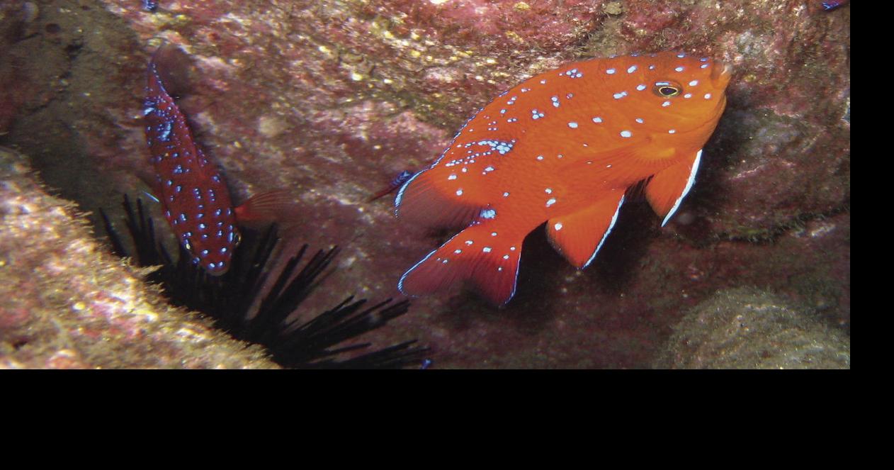 Garibaldi: The state marine fish of a sad, broken place | Local News ...