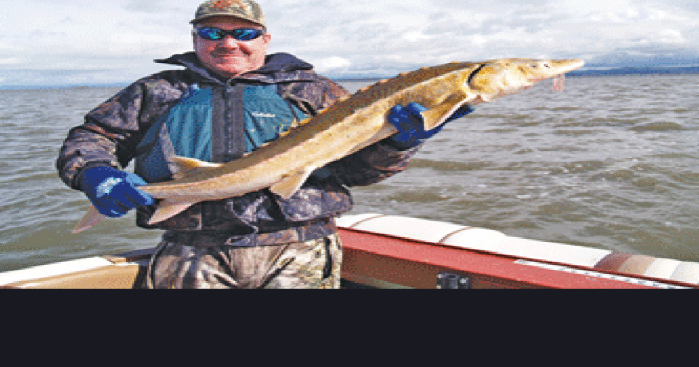 Mysteries of the green sturgeon unraveled | Environment | heraldandnews.com