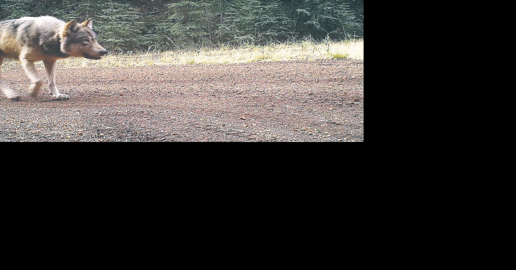 Biologists look for ways to reduce wolf attacks on livestock | Local ...