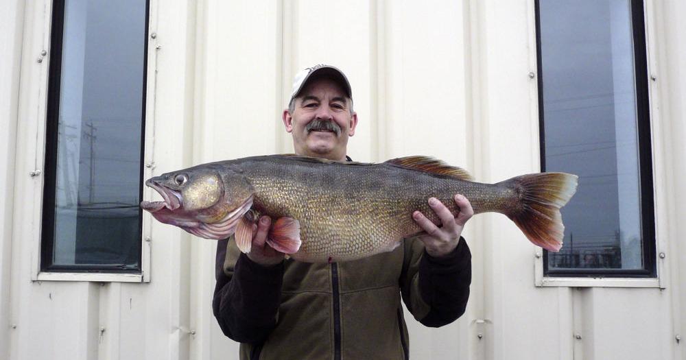 walleye record alberta