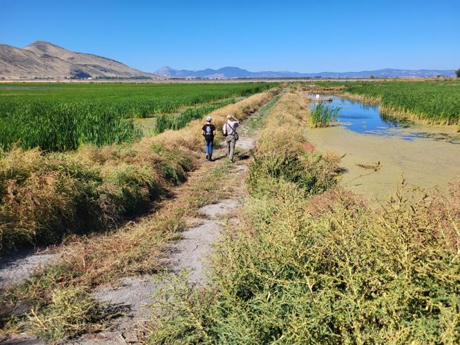 Wade in the water: Reap what is sowed | News | heraldandnews.com