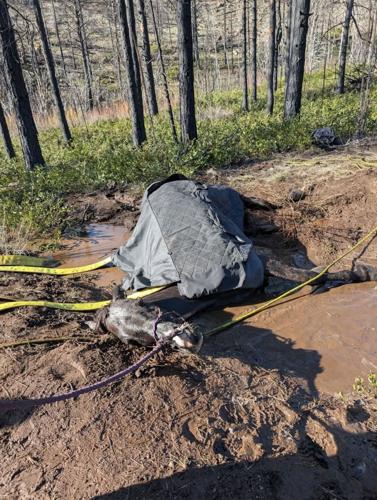 All bogged down: Volunteers rescue horse from burn scar mud near Bly ...