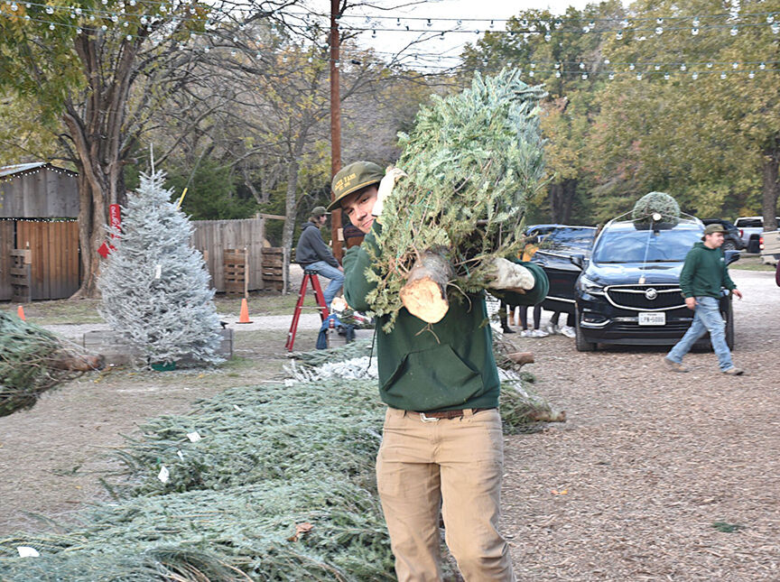 Hunt County's Christmas tree farms opening for the season | Lifestyles ...