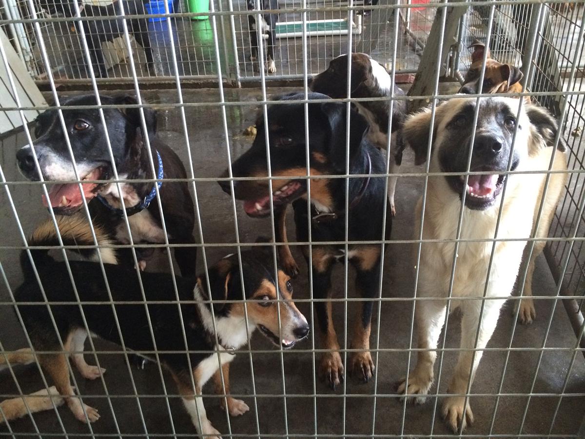 SPCA released information on status, number of animals they seized ...