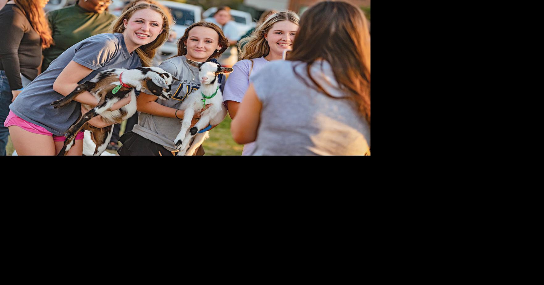 WILD PHOTO: A&M-Commerce Homecoming Goats | | heraldbanner.com