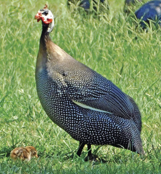 Roadside nest garners local fans for guinea, chicks | Lifestyles ...