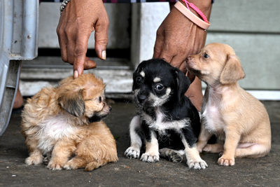 Screwworm was found in a dog in Texas. What does that mean for your ...