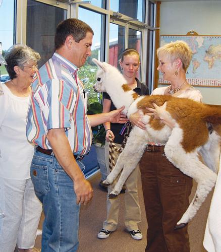 Baby llama pays visit to museum | Local News | heraldbanner.com