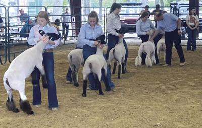 Steer show featured today at Hunt County Fair | Covid-19 | heraldbanner.com
