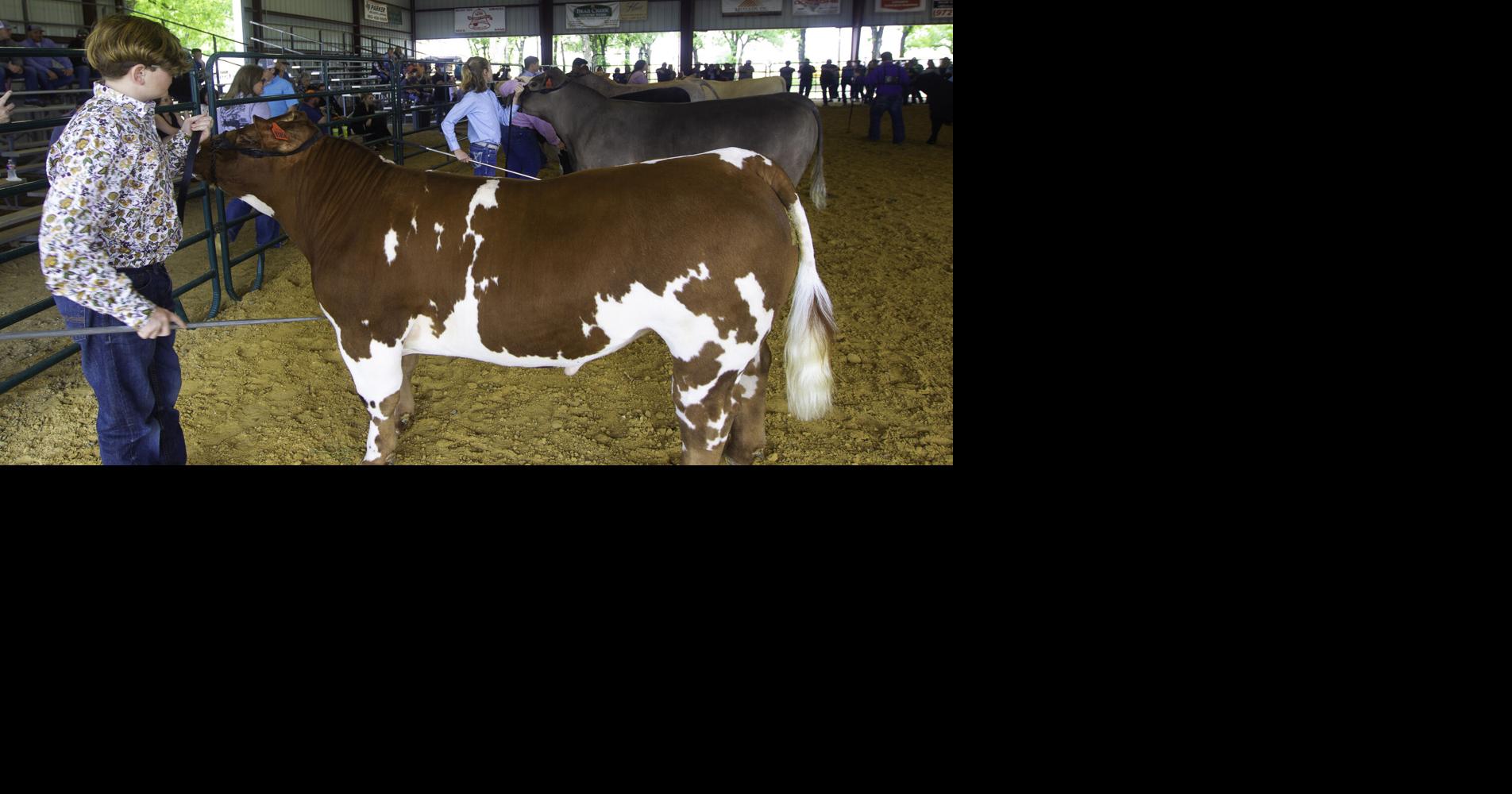 Photo gallery: Hunt County Fair and Livestock Show, Market Steers ...