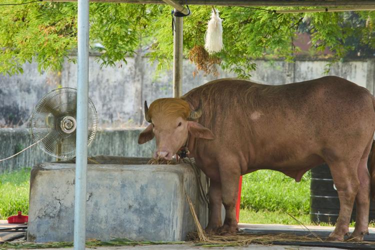 Rare albino buffalo named after Donald Trump for its golden locks draws ...