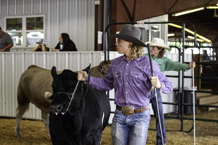 Photo gallery: Hunt County Fair and Livestock Show, Market Steers ...