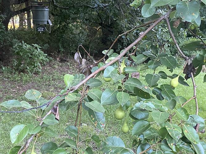 Front-yard pork | Lifestyles | heraldbanner.com
