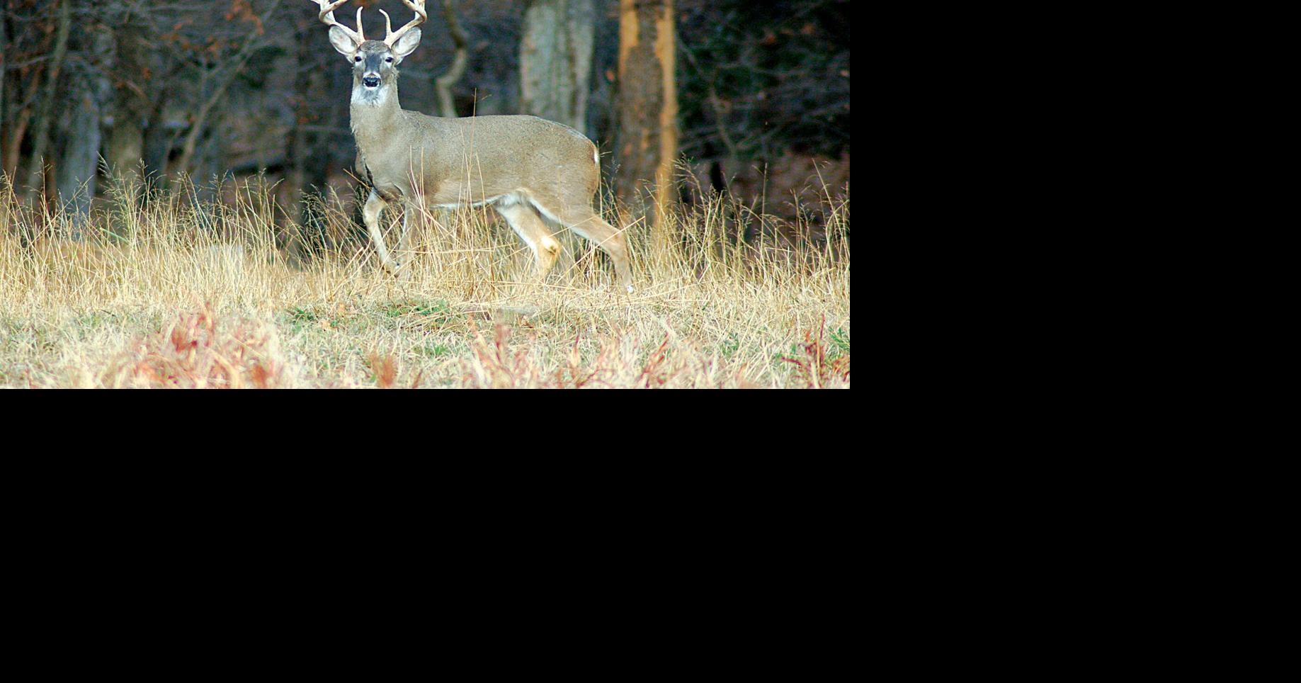 Outdoors with Luke: harvesting deer for holiday meals | Local Sports ...