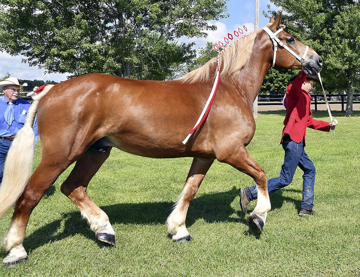 The show must go on: 4-H Fair's Horse and Pony Show continues at new ...