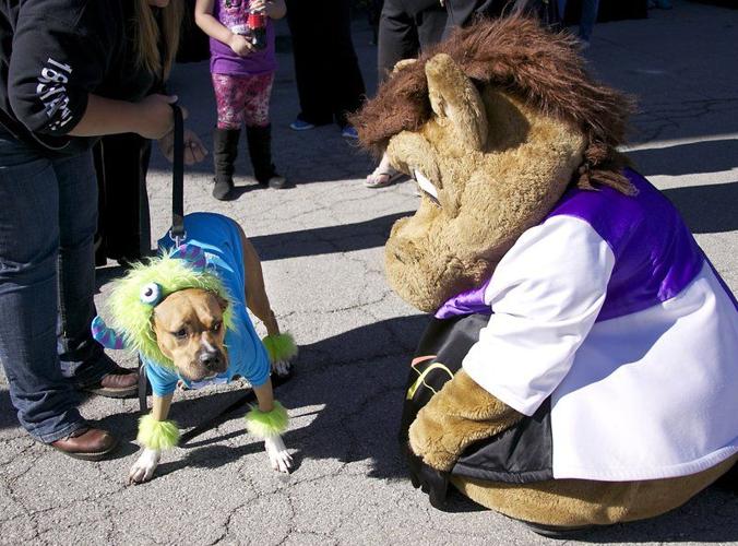 Hoosier Park, APL host second FURlong to help local animals | MAD Life ...