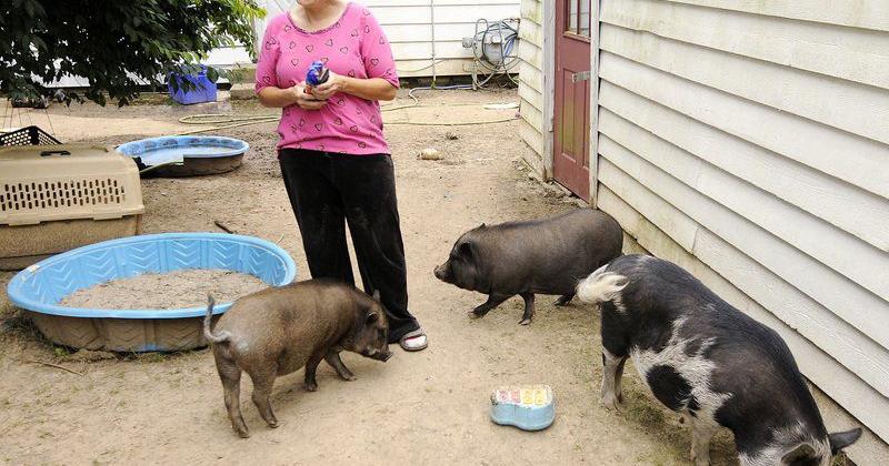 Here an oink, there an oink | Local News | heraldbulletin.com