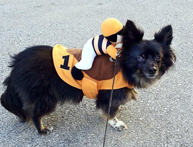 Hoosier Park, APL host second FURlong to help local animals | MAD Life ...