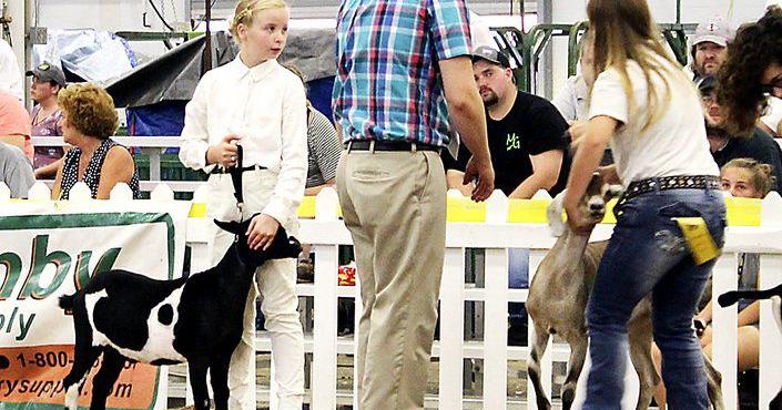 4-H'er Kay Ann Amos' goat slept in governor's garage | MAD Life ...