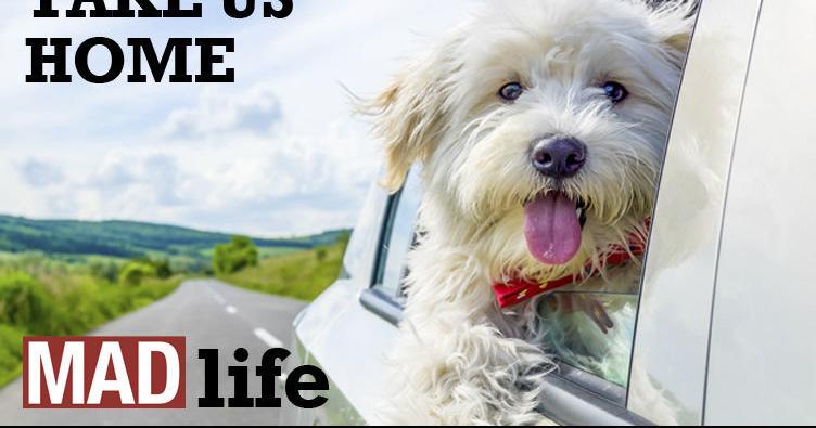 Meet Axel, Ricky, Bullet and Pickle Juice | MAD Life | heraldbulletin.com