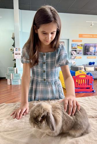 Spring portrait event in Anderson brings kids, rabbits together | Local ...