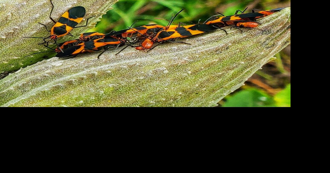 On Nature column: How insects survive the winter freeze | Opinion ...
